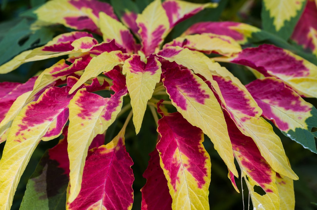 Flower Seeds Amaranthus Tricolor Perfecta yellow Red and Green Foliage ...