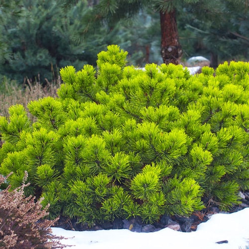 Dragon Spruce Tree Seeds picea Asperata 25seeds | Etsy