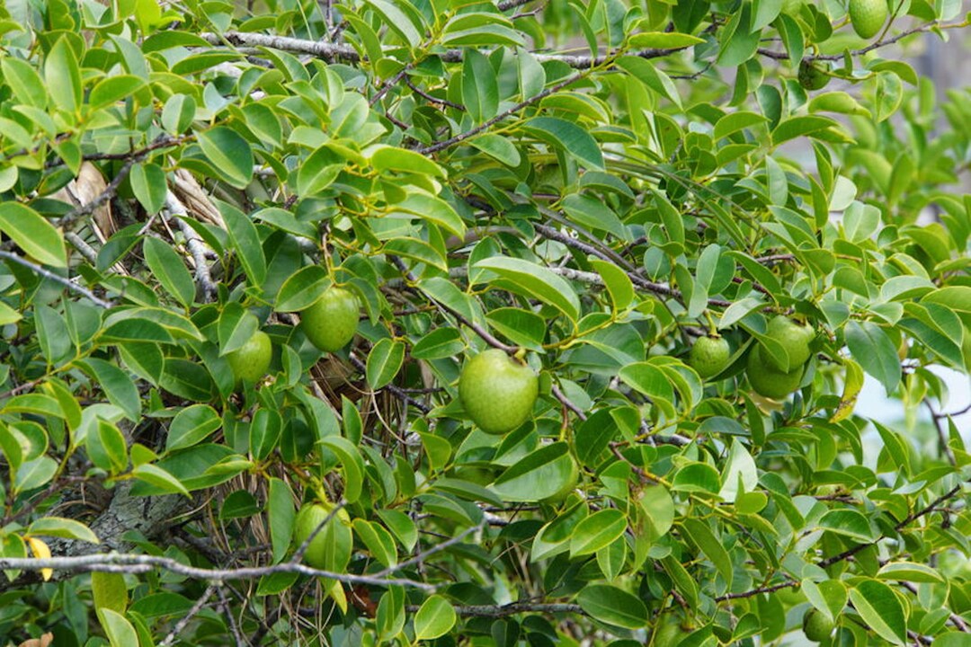Tropical Seeds Sweetsop 20 Heirloom Seeds Annona Squamosa - Etsy