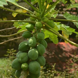 Papaya Tree 20 Heirloom Seeds -carica Papaya - Perfect for Container ...