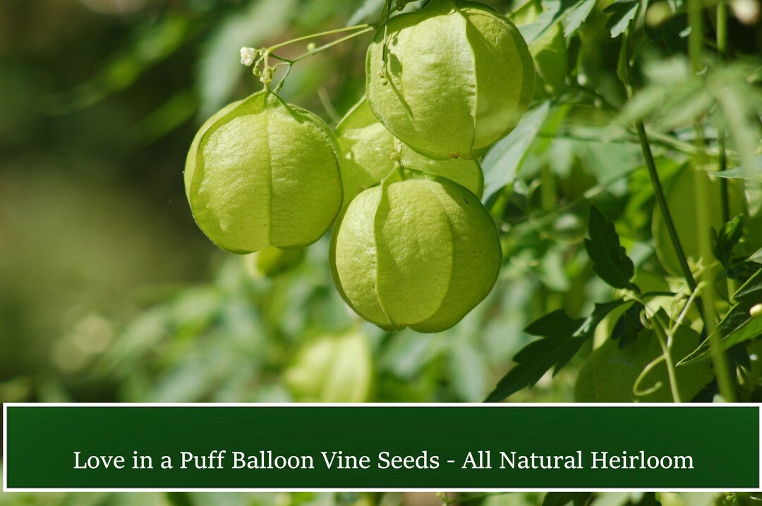 Love in a Puff - Balloon Vine -10 Seeds-cardiospermum Halicacabum ...