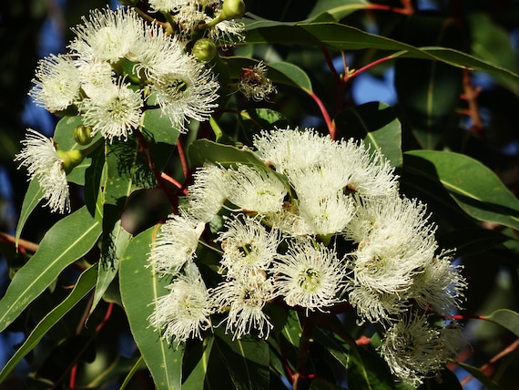 40 SEEDS Eucalyptus Citriodora Tree Lemon-scented Gum see - Etsy