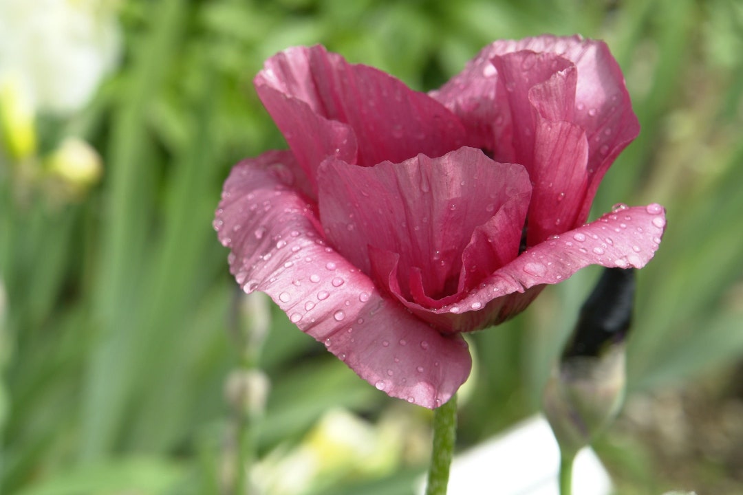 Flower Seeds giant Purple Poppy-100 Heirloom Seeds Clean Dry Seed - Etsy