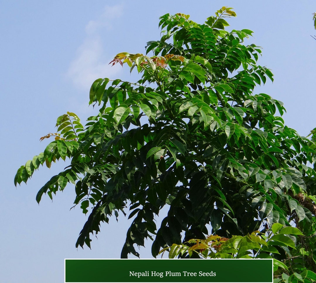 3 Nepali Hog Plum Tree Seed Stones: Choerospondias Axillaris -buy More ...