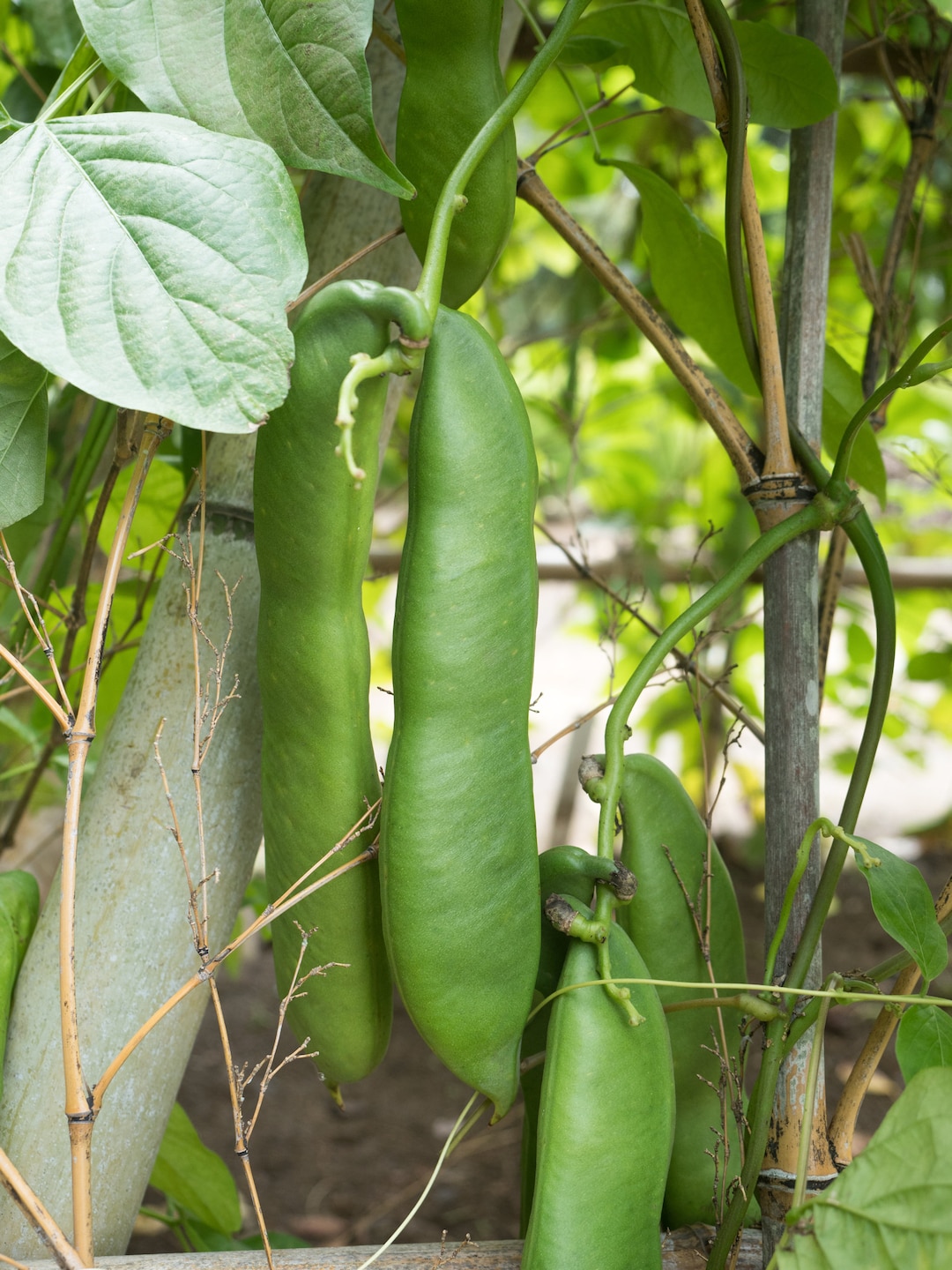 3 Heirloom Tropical SEEDS Sword Bean ornamental Tropical Vine canavalia ...