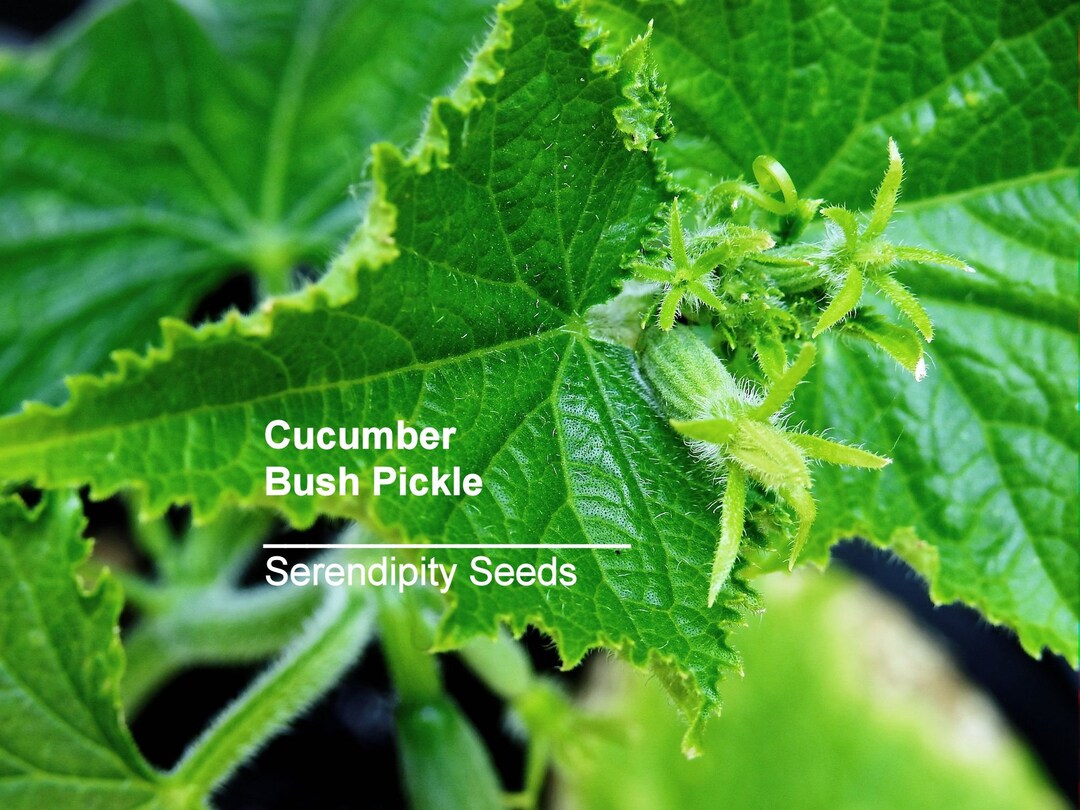 Bush Pickle Cucumber Seeds - 20 Heirloom Vegetable Seeds-save Big on 2 ...
