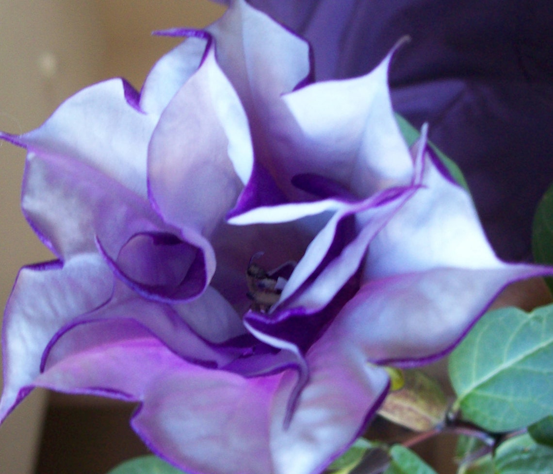 Flower SEEDS Purple Angels Trumpet 10 Seeds tropical - Etsy