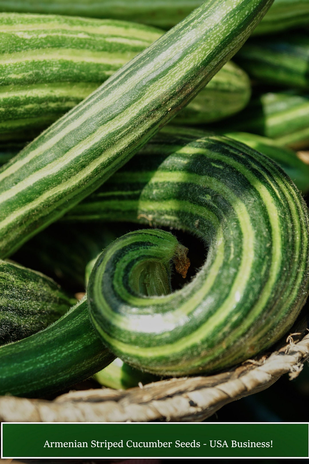 Armenian Striped Cucumber-20 Seeds Long Fruit sweet Flavor Solid ...