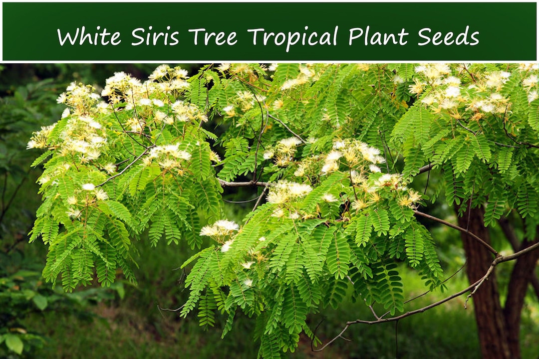 10 Tropical Seeds -white Siris Tree - Albizia or Silk Tree - Albizia ...
