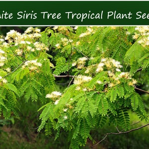 Tropical Seeds white Siris Tree 10 Seeds Albizia or Silk Tree Albizia ...