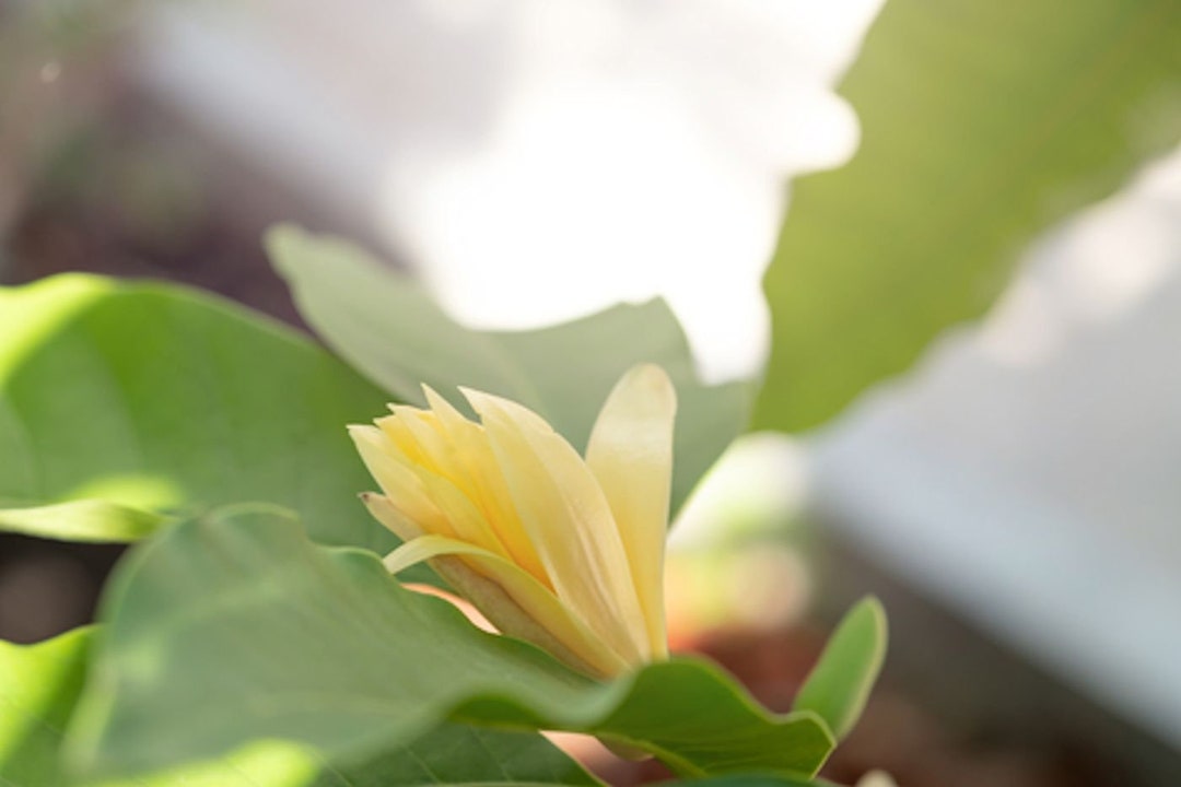 Tropical Seeds-joy Perfume Tree -5 RARE Seeds- Magnolia Family Stunning ...