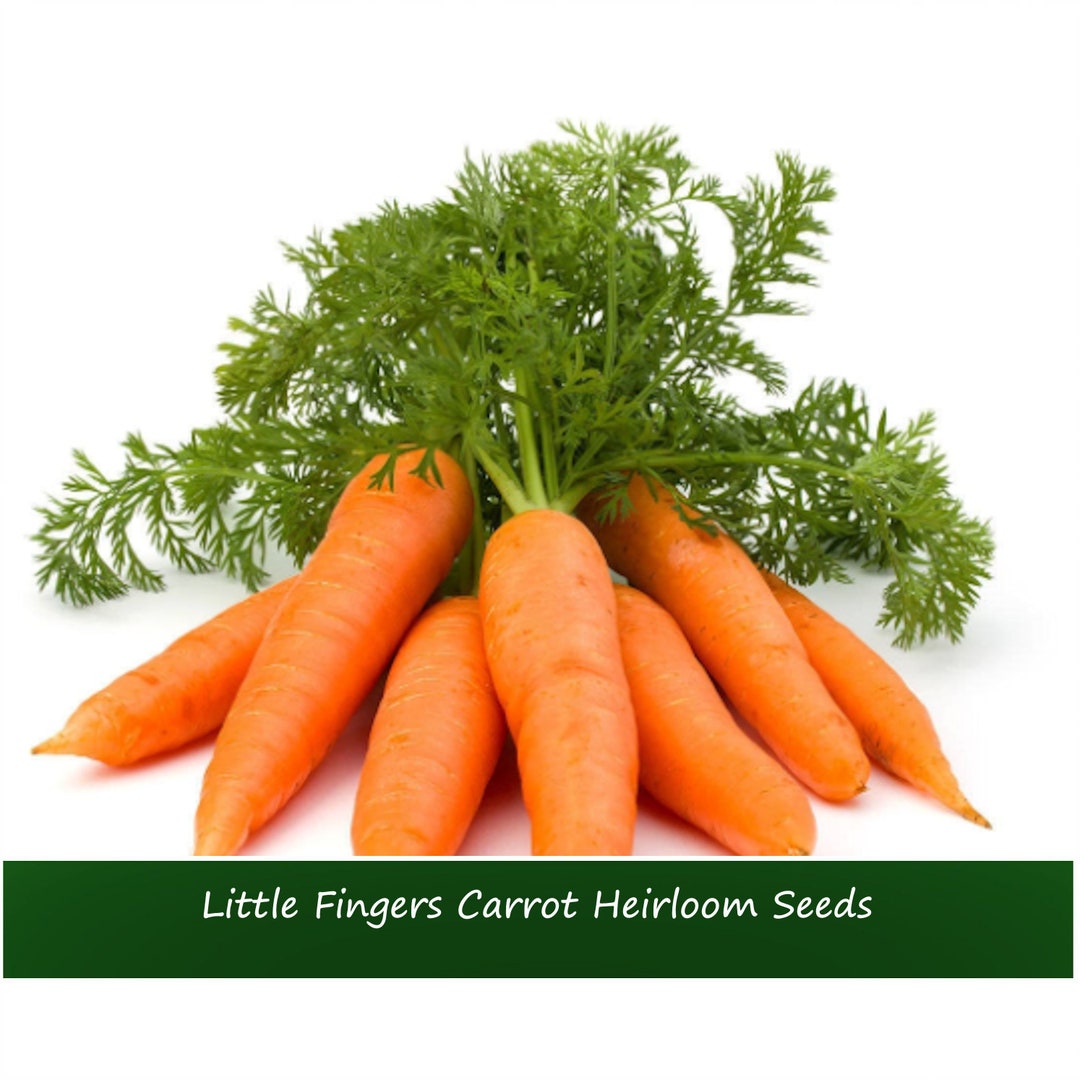 250 Heirloom Vegetable Seeds-little Fingers Carrot- - Extra Sweet ...
