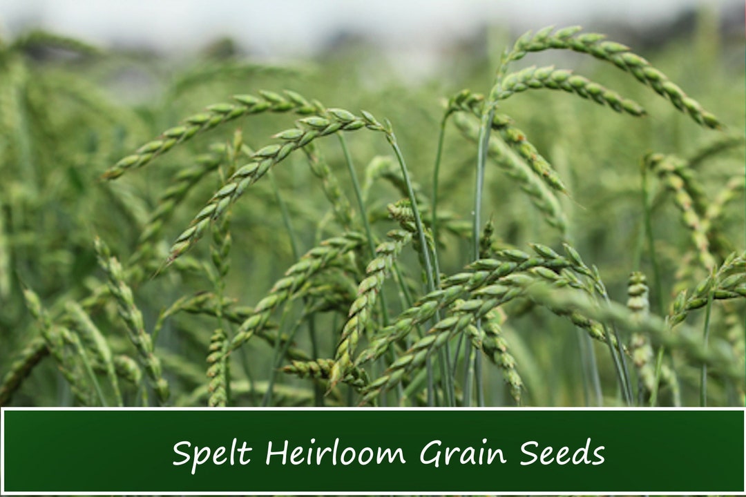 Grain Seeds - Organic Spelt - Dinkel- 100 Seed Starter Pack -container ...
