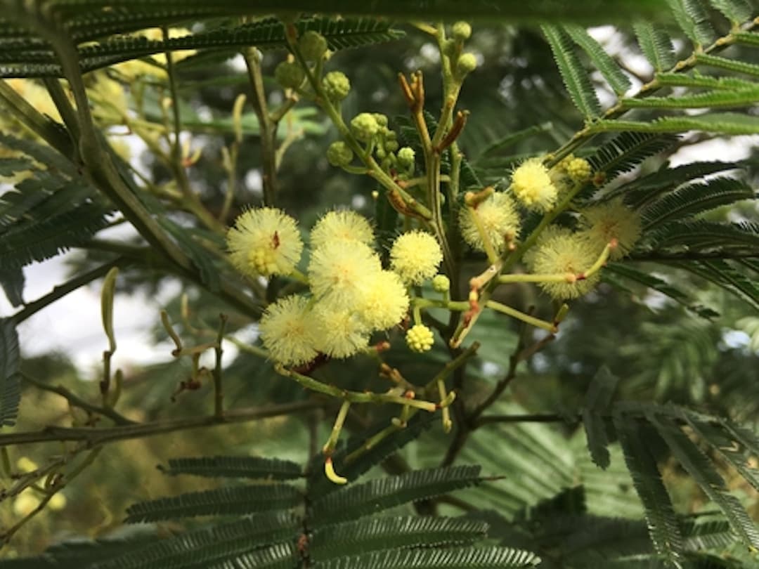 20 SEEDS late Black Wattle Tree Seed see Description - Etsy