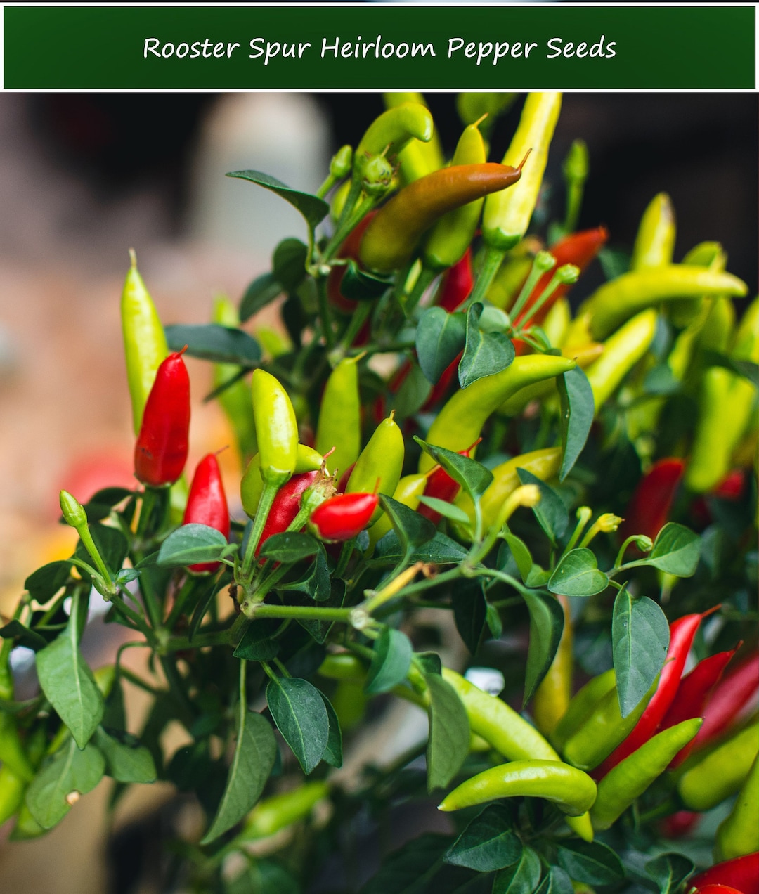 10 Organic Heirloom Pepper Seeds-hot Rooster Spur Pepper-green to Red ...