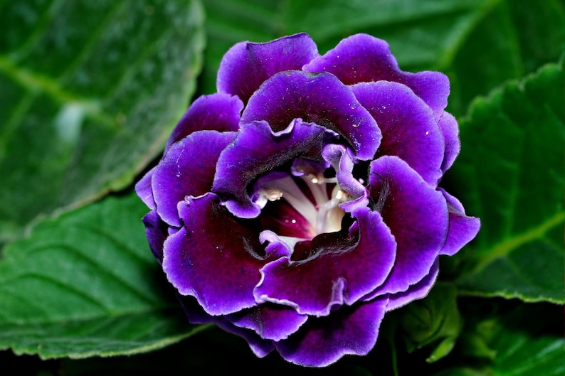 25 Heirloom Tropical Flower Seeds- Gloxinia Color Mix- Sinningia ...
