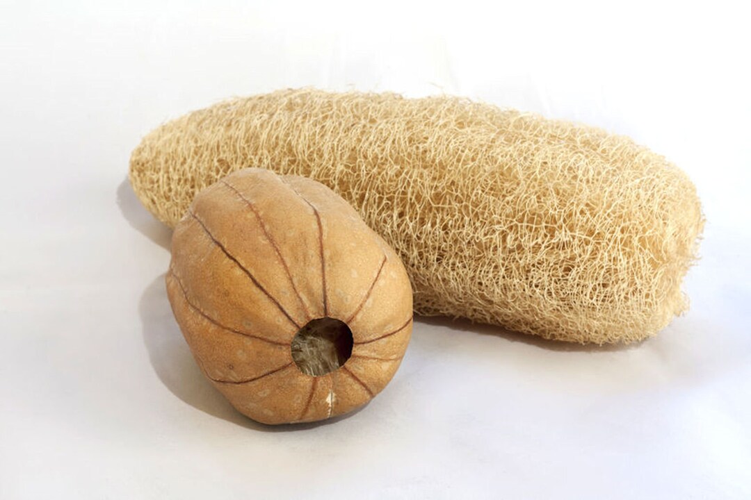 Heirloom Seeds -luffa -10 Seeds-sponge Plant -dry Fruit and Use as a ...