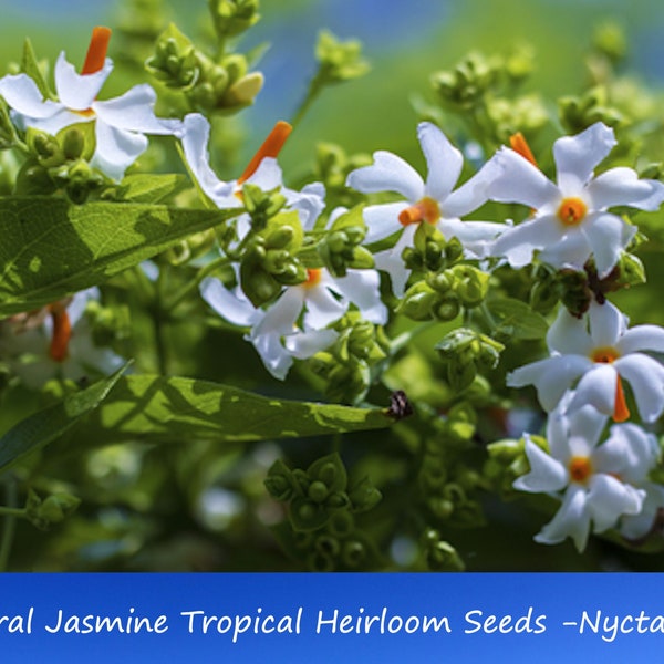 Coral Jasmine Seeds - Etsy