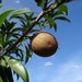 5 Tropical Chicle Seeds - Chewing Gum Tree --sapodilla- -manilkara ...