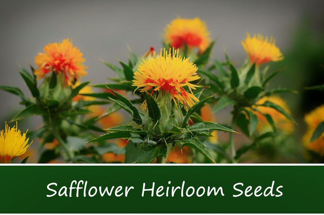 Flower SEEDS -safflower-250 Heirloom Seeds -annual Flower-save Big on ...