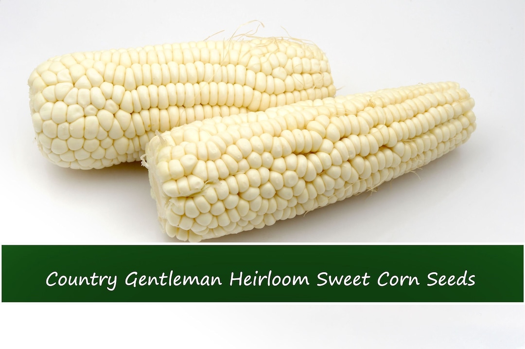 100 Heirloom Vegetable Corn Seeds-country Gentleman- - Save Big on More ...