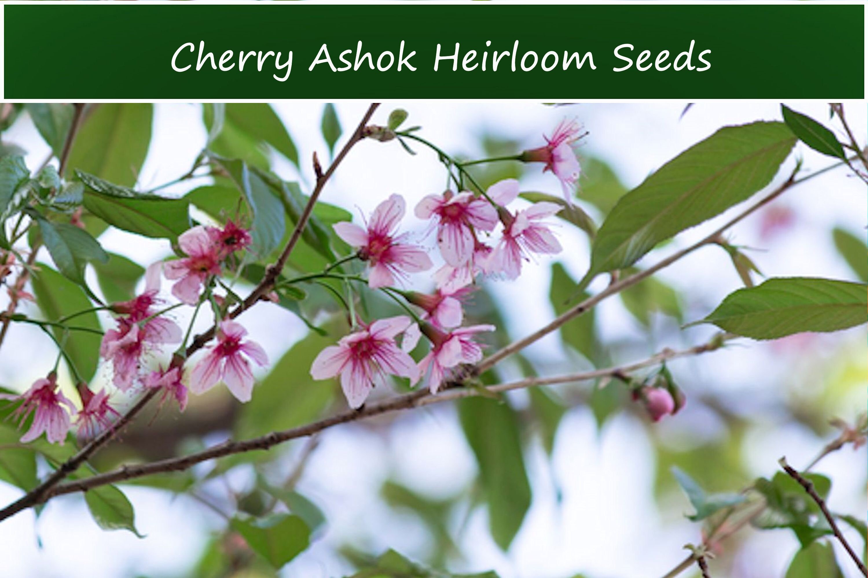 10 Heirloom Cherry Ashok Tropical Seeds -huberantha Cerasoides--buy ...