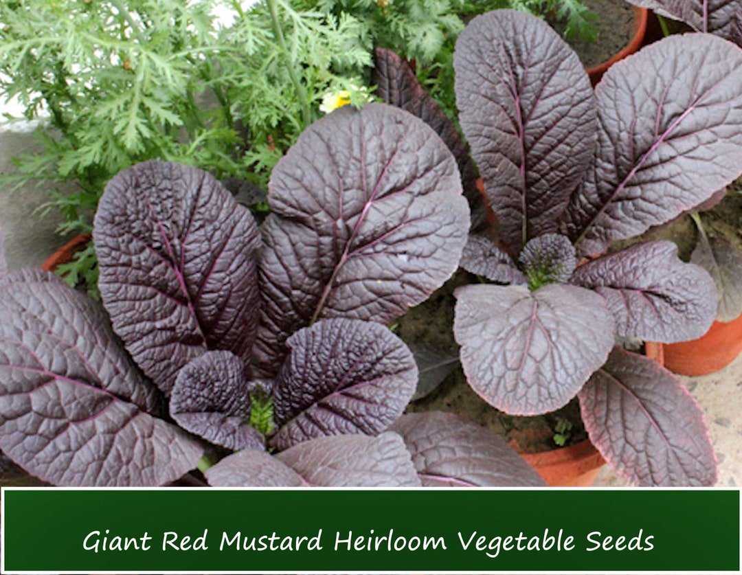 200 Heirloom Vegetable Seeds-giant Red Mustard Greens - Etsy