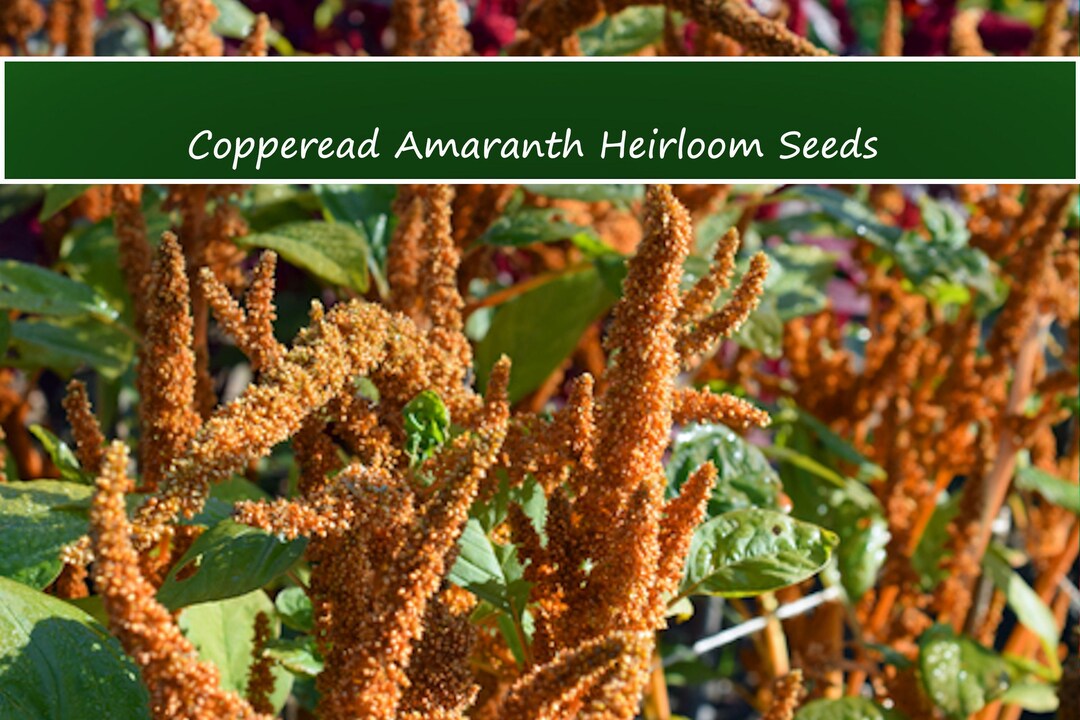 100 Heirloom Flower Seeds-copperhead Amaranth - -amaranthus Caudatus ...