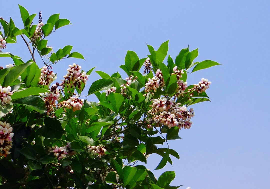 5 Tropical Heirloom Millettia Tree Seeds- Pongamia Pinnata - Etsy