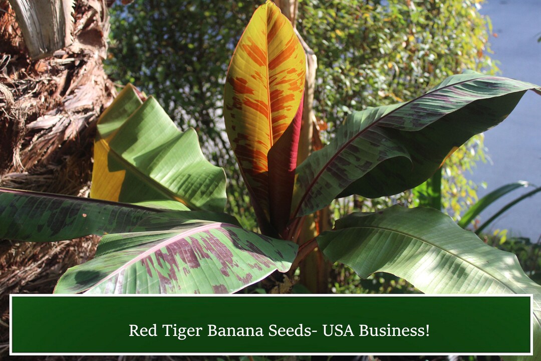 10 Tropical Seeds - Red Tiger Banana Tree - Musa Sikkimensis - Etsy