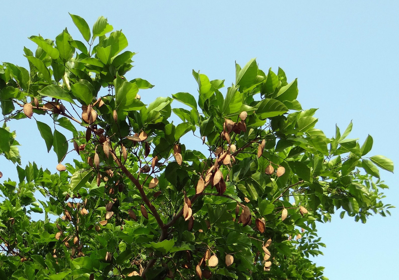 5 Tropical Heirloom Millettia Tree Seeds- Pongamia Pinnata - Etsy