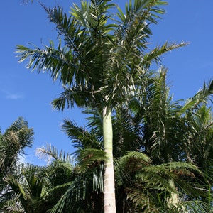 10 Tropical Alexandra Palm Seeds - Archontophoenix Alexandrae-buy More ...