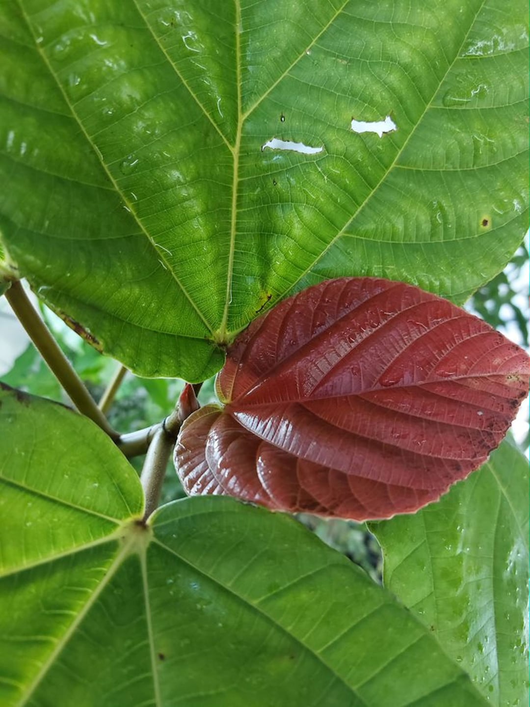 20 Heirloom Seeds -ficus Auriculata Elephant Ear Fig Tree Seeds ...