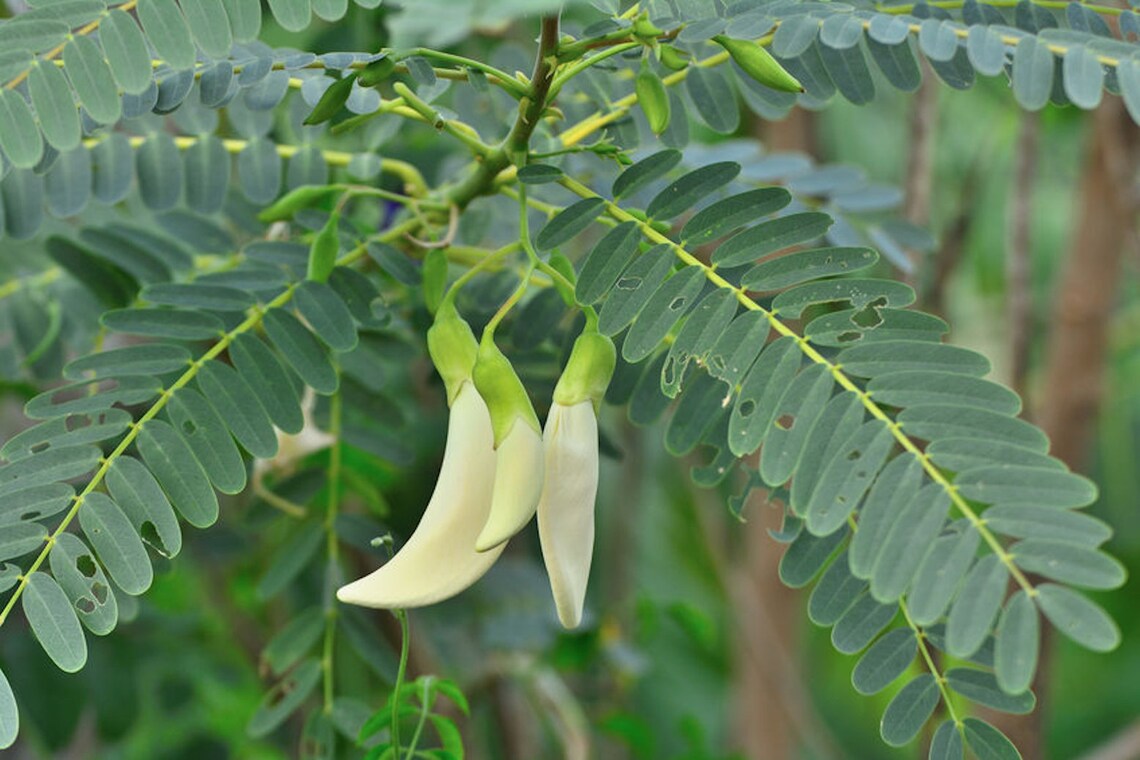 10 Heirloom Tropical Seeds! -sesbania Grandiflora -red and White Mix ...