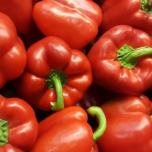 Yolo Wonder Sweet Pepper 20 Seeds high Yields large Sweet - Etsy