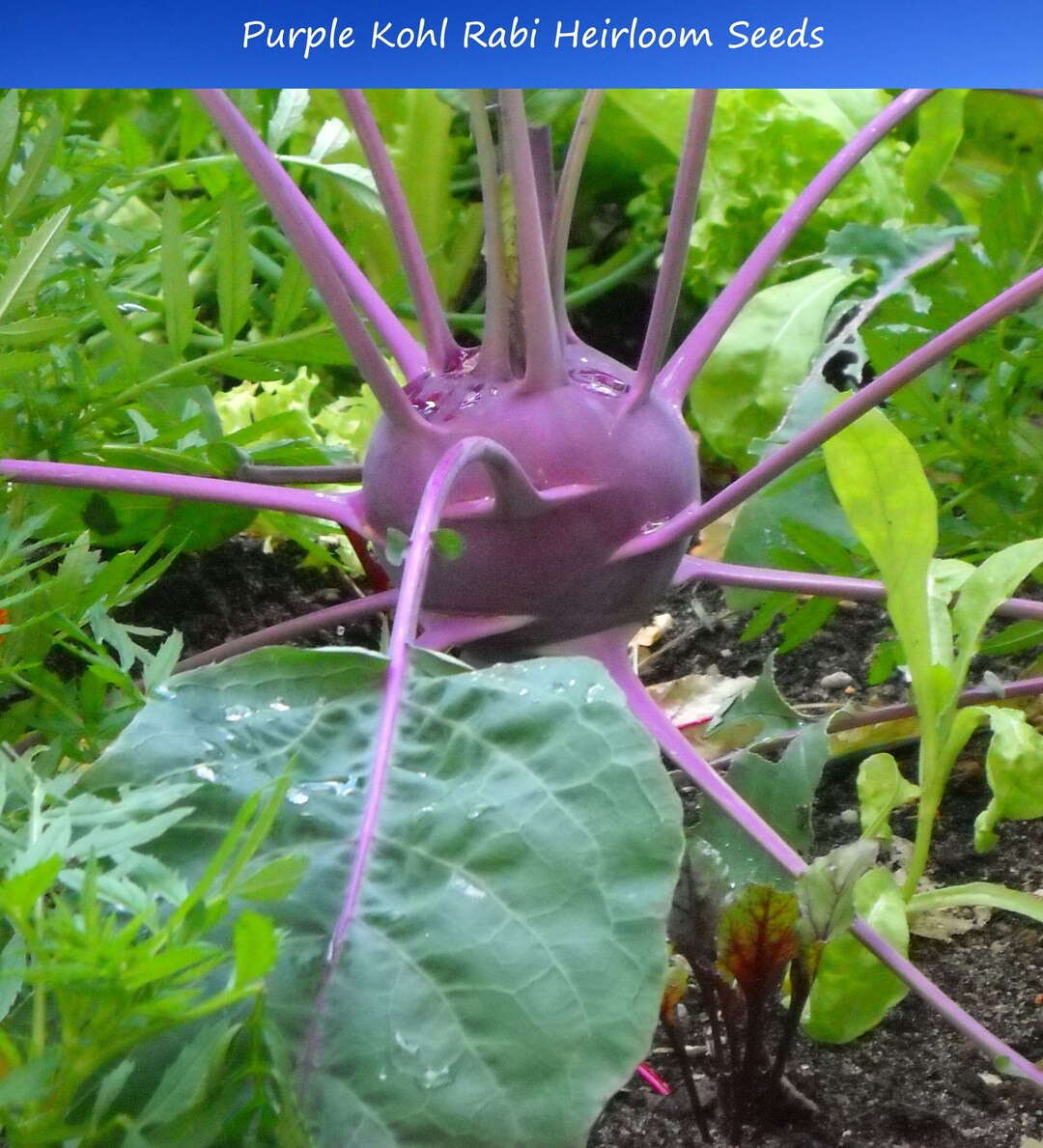 100 Heirloom Vegetable Seeds-kohl Rabi Purple - Kohlrabi-save Big on ...