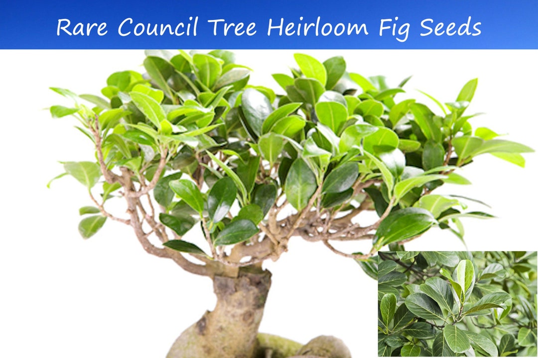 20 Heirloom Tropical Fig Seeds-council Tree- -rugged Bark-ficus ...