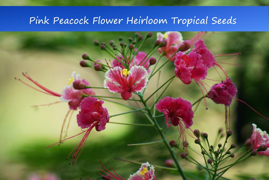 Tropical Seeds -pink Peacock Flower- 5 Seeds- Tropical Container -deck ...