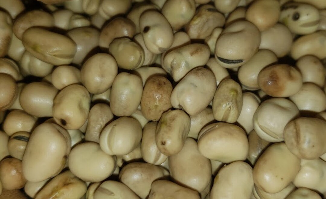 Vegetable Seeds SMALL Fava Bean Seed 20 Seeds Small Seeded Variety ...