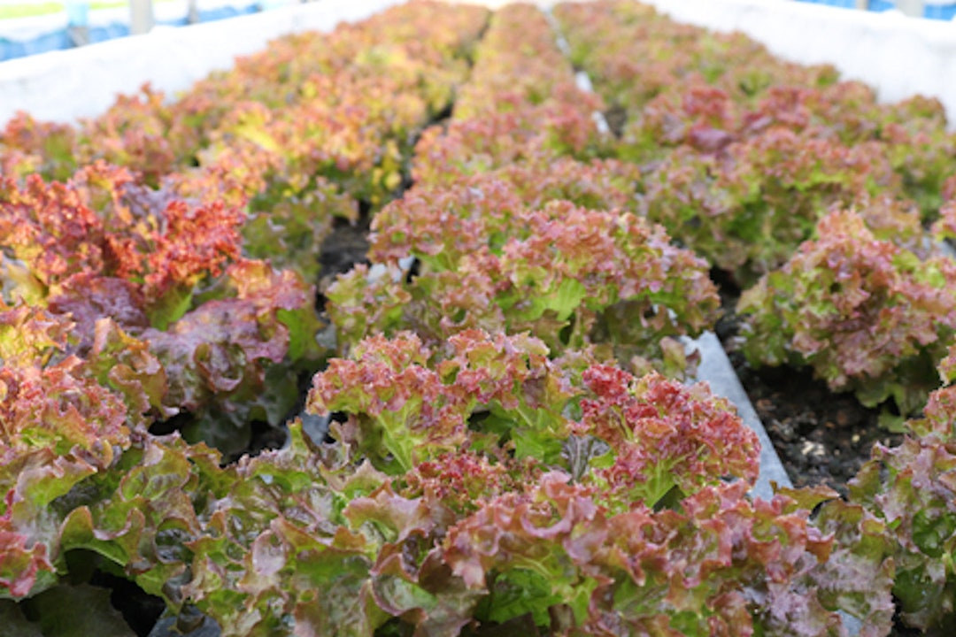 Lettuce Seeds Red Sails 250 Heirloom Lettuce Seeds - Etsy