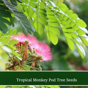 2 Packs of 10 Seeds Each -monkey Pod Tree -albizia Saman -ornamental ...