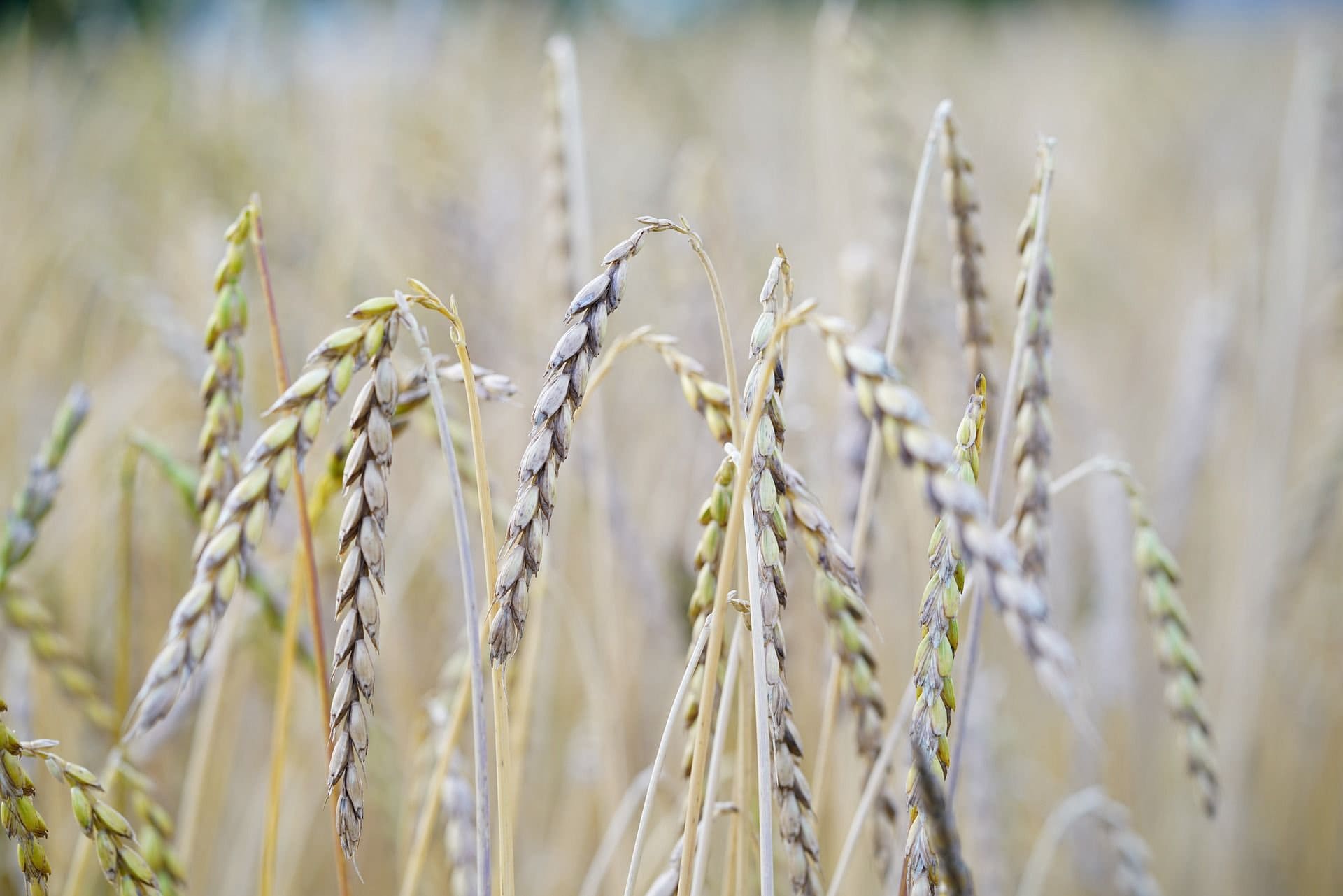 Grain Seeds - Organic Spelt - Dinkel- 100 Seed Starter Pack -container ...
