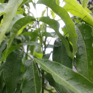 Tropical Seeds soap Nut Ritha Tree 5 Rare Seeds Sapindus Mukorossi - Etsy