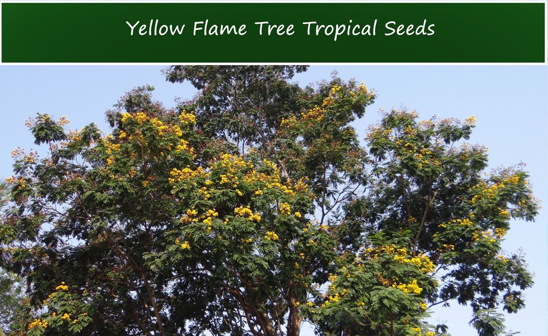 10 Tropical Yellow Flame Tree Seeds!- Peltophorum Pterocarpum - Etsy