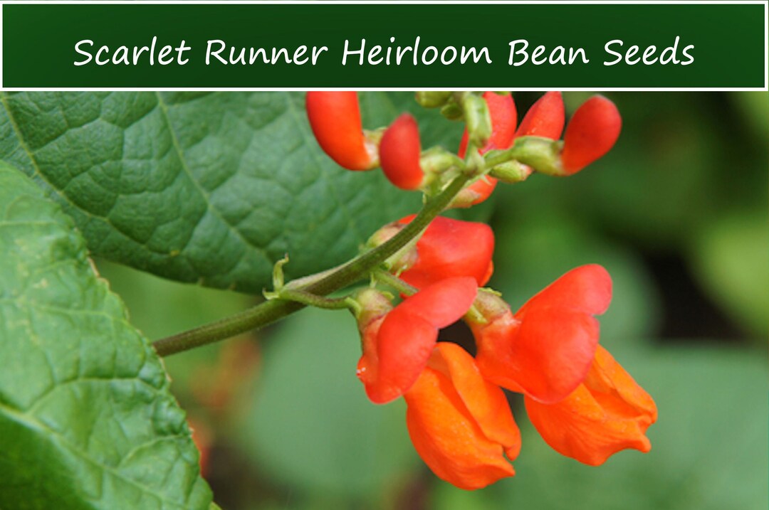 Bean Seeds-scarlet Runner Pole Bean 20 Seeds vegetable Seeds-stunning ...