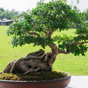 2 Packs of 20 Seeds Each - White Fig Tree Seeds -ornamental Tropical ...