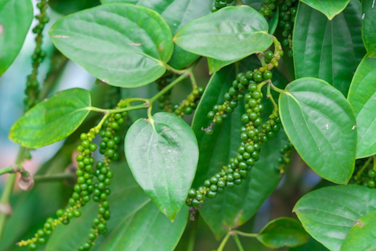 Tropical Seeds Black Pepepr Spice Piper Nigrum 20 Seeds - Etsy