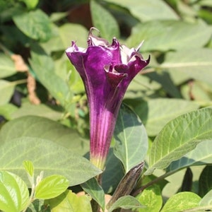 Flower Seeds -purple Moonflower- 10 Seeds- Ornamental Tropical Flower ...