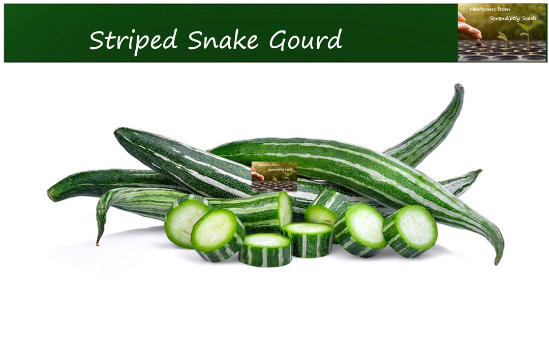 Vegetable Seeds - Snake Gourd- 5 Seeds -trellis Gardening ...