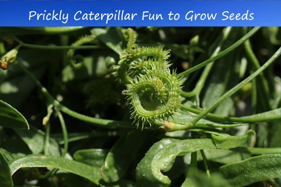 10 Heirloom Prickly Caterpillar Seeds! Scorpiurus Muricatus - Etsy